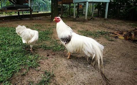 Yokohama Chicken Eggs Height Size And Raising Tips