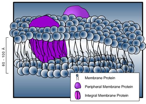 Cell Membrane Structure And Function Animation