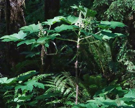Oplopanax Horridus Devils Club 10000 Things Of The Pacific Northwest