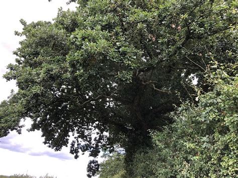 English Oak Quercus Robur Identification