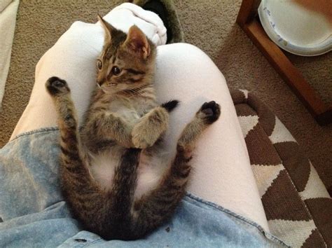 Pin By Chiara Ramirez On Crazy Kitties And Kitty Love Puppy Love