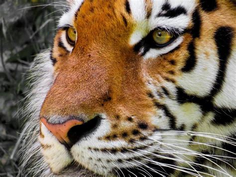 Adaptations Of A Tiger Behavioral Structural And Physiological