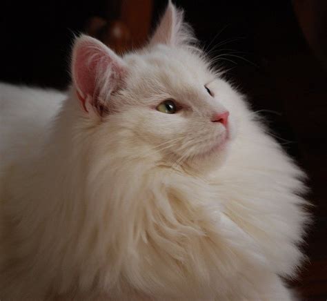Norwegian Forest Cat Kitten White