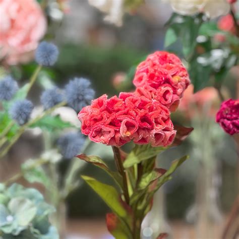 Celosia Stem 24 Inch Coral Mills Floral Company