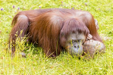 婆罗洲猩猩儿童自然美头发褐色毛皮水平画幅绿色可爱的