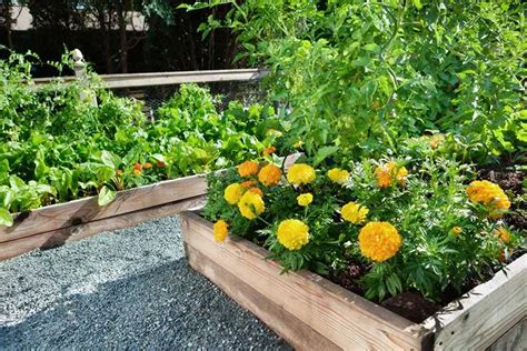 7 Best Galvanized Raised Garden Beds For Vegetables Herbs And More