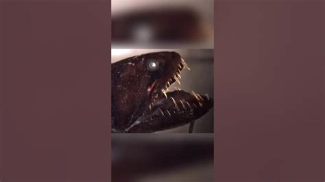 Deep Sea Dragonfish😲😲 Facts Knowlegeispower Subscribe Factsspoon
