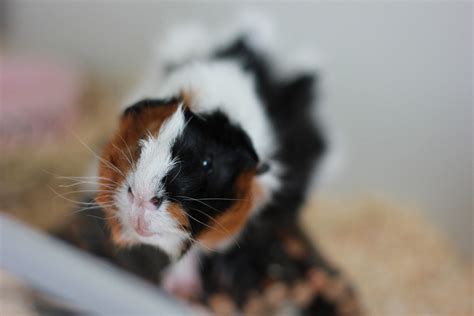 Forskel På Han Og Hun Marsvin