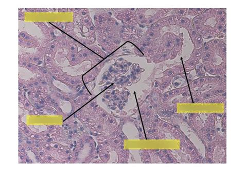 Renal Cortex Histology Diagram Quizlet