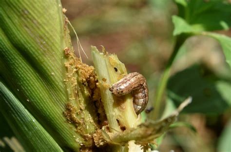 Fall Armyworm Agroecology Tpp