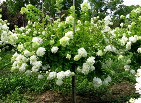 Hydrangea Paniculata Grandiflora Pee Gee Hydrangea Green Barn