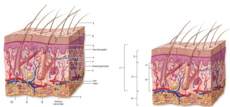 Cell Diagram Quizlet