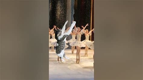 Ballerina Capuchina🐈💃💃 Chichu Ballerinas Dancingcats Youtube