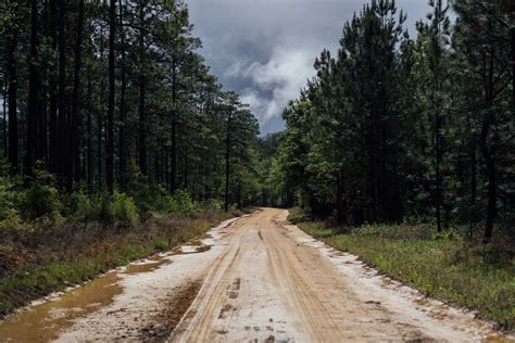 Eastern Divide Trail S7 Longleaf