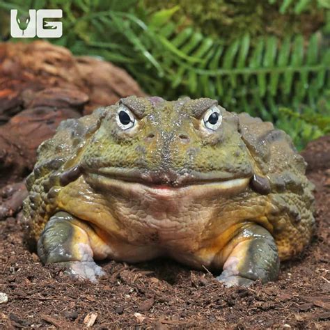 Big Old Frog