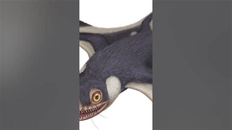 Sinomacrops~••~ Youtube