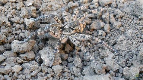 Lycosa Singoriensis Größte Tarantel Der Welt 7708