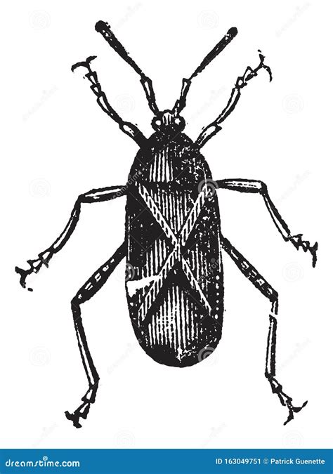 Orange Tipped Leaf Footed Squash Bug Or Anasa Tristis Vintage Engraving