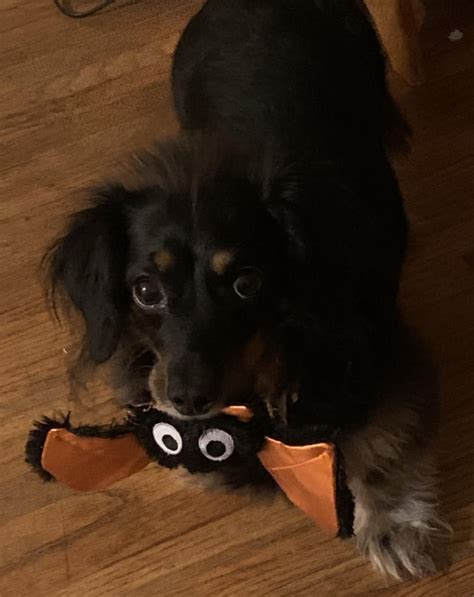 Pekora And Her Pet Monkey Rhololive