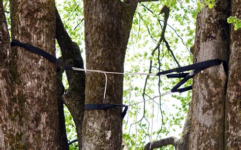 Tree Cabling And Bracing Services In Austin Tx