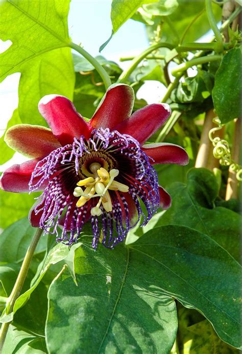 Passiflora Alata Fruit