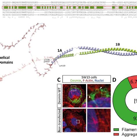 C Kit Mutation At Exon Kit 10 1621ac Met541leu Missense Mutation