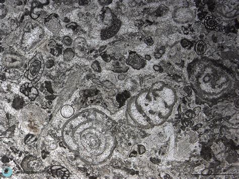 Benthic Foraminifera Carbonateworld