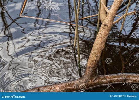 Tree Trunks In Lake Water Detail Stock Image Image Of Coastal Branch