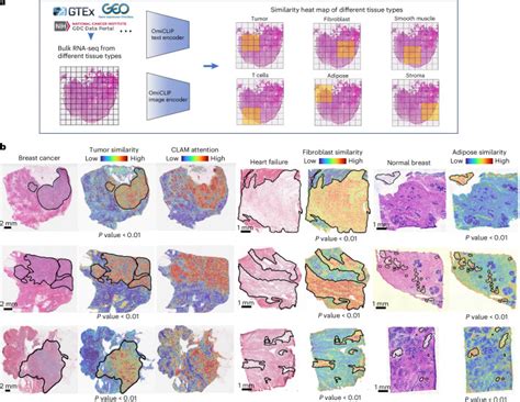 A Visualomics Foundation Model To Bridge Histopathology With Spatial