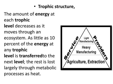 Trophic Structure Of Ecosystems Pptx