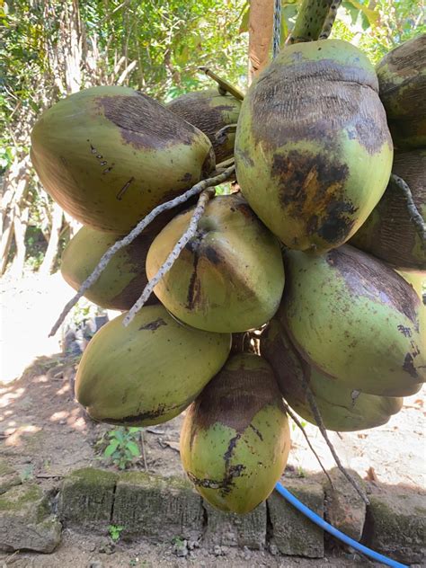 Nut Count Prediction Roboflow Universe