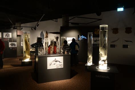 The Phallological Museum In Reykjavik Nordical Iceland