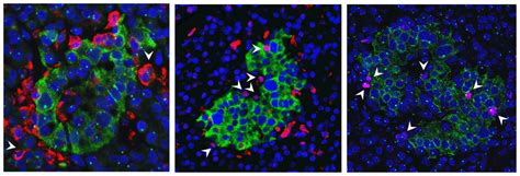 Dapi Staining Cell Cartoons