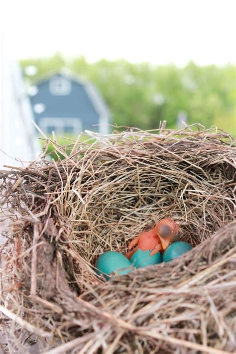 Robin Egg Hatching Robin Egg Hatching