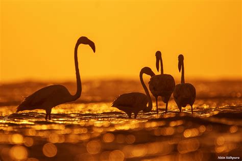 Nitin Sidhpura Insearch Pk