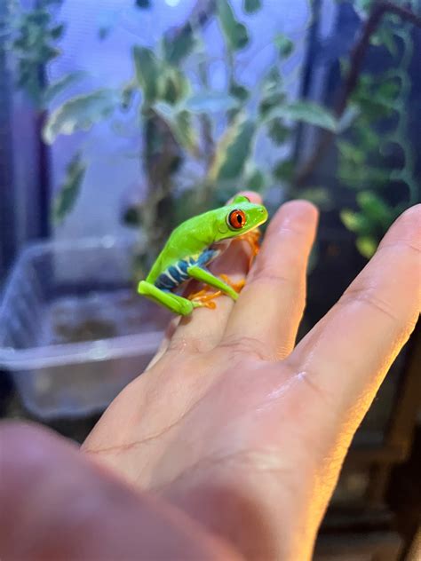 Anfibios Reptile World