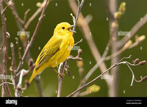 American Yellow Warbler Setophaga Aestiva Male On A Shrub And Singing