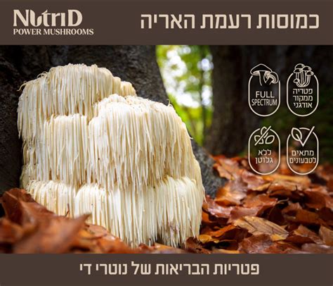 פטריית רעמת האריה הריסיום נוטרי די טבע בריא