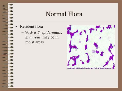 Ppt Normal Flora Powerpoint Presentation Free Download Id4214563