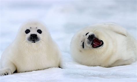 What An Ice Smile Adorable Two Week Old Seal Pups Show Their Playful