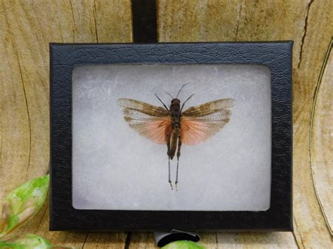 Sold At Auction Bleeding Heart Grasshopper In Display