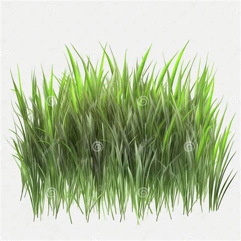 Plant Stems For Front Plan Nature Illustration Isolated Green Grass