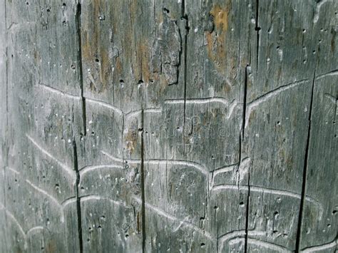 Texture Of Wood With Bark Beetle Passages Under The Bark Insect Passages Natural Pattern