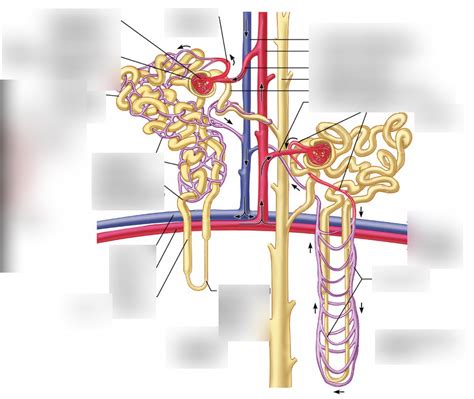 Practical Nephron Diagram Quizlet