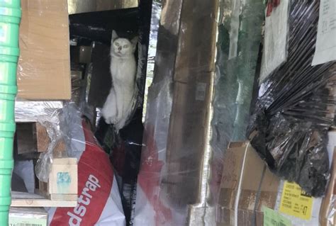 Pushi Ta Sobrebibí Kuater Siman Den Kònteiner For Di Hulanda Extra Bonaire