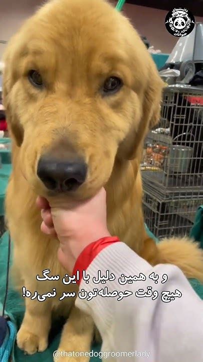 گلدن رتریور 🦮 سگ طلاپوش Youtube