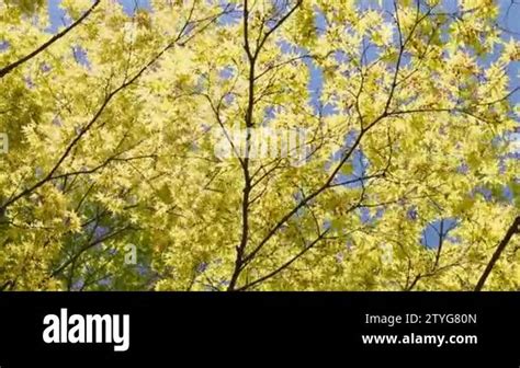 Red Maple Tree Flowers Stock Videos And Footage Hd And 4k Video Clips