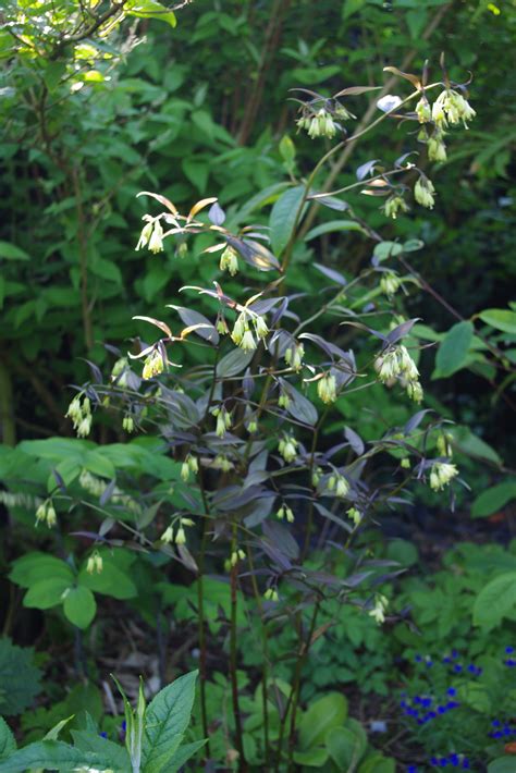 Disporum Longistylum Night Heron Beth Chatto Gardens