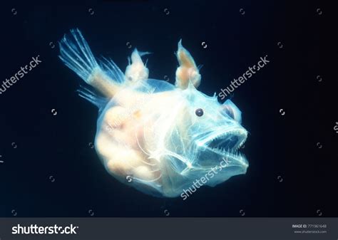 Real Angler Fish