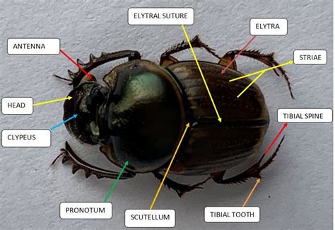 Beetle Body Parts And Functions